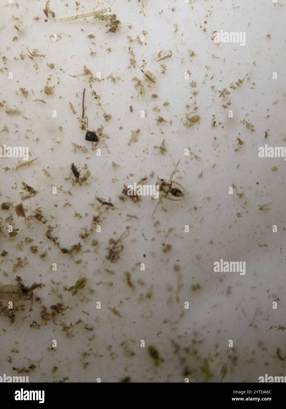 Corixidae water boatmen hi-res stock photography and images - Alamy