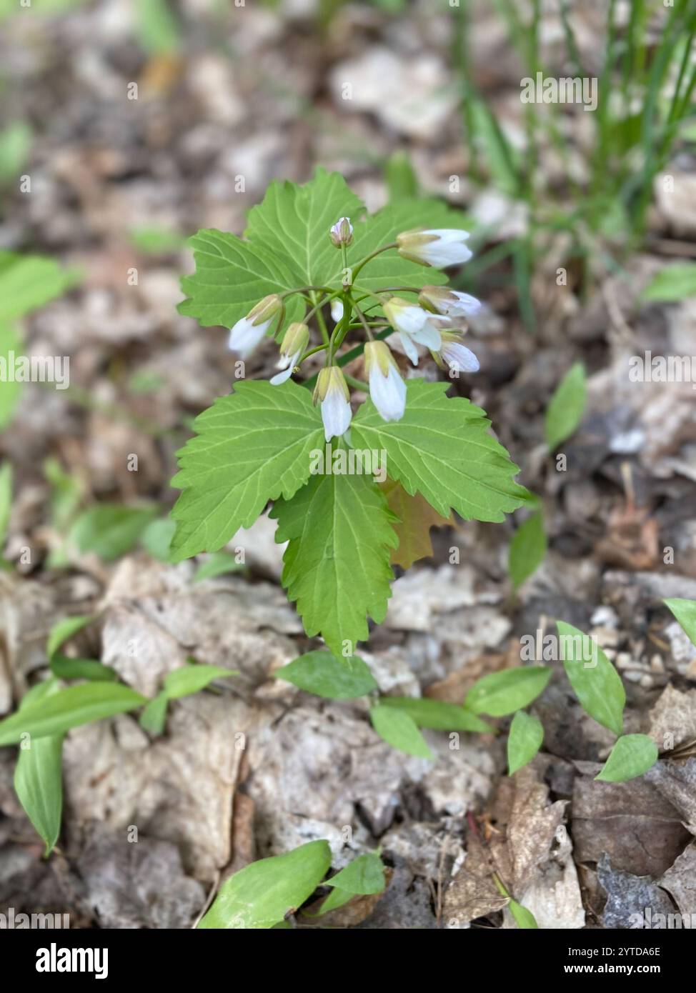 Two-leaved Toothwort (Cardamine diphylla Stock Photo - Alamy