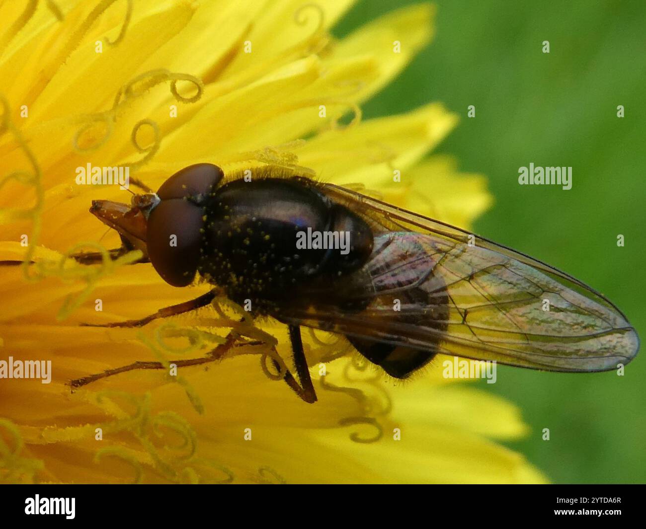 American Snout Fly (Rhingia nasica Stock Photo - Alamy