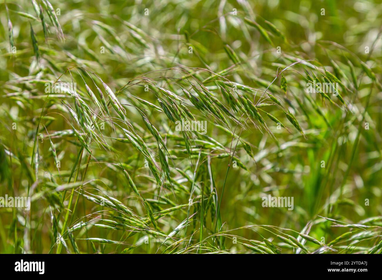 Bromegrass seed heads with blurry background. Bromus is a large genus ...