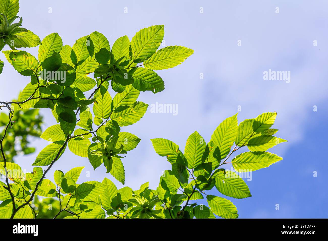 Fresh leaves of carpinus betulus in spring. Common hornbeam Stock Photo ...