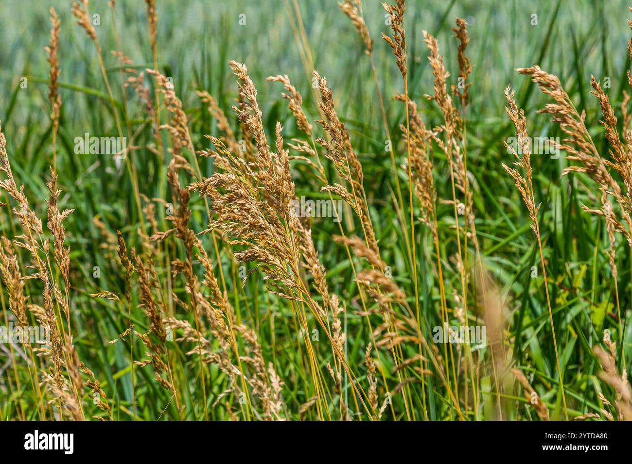 Poa trivialis rough bluegrass, rough-stalked meadow-grass or rough ...
