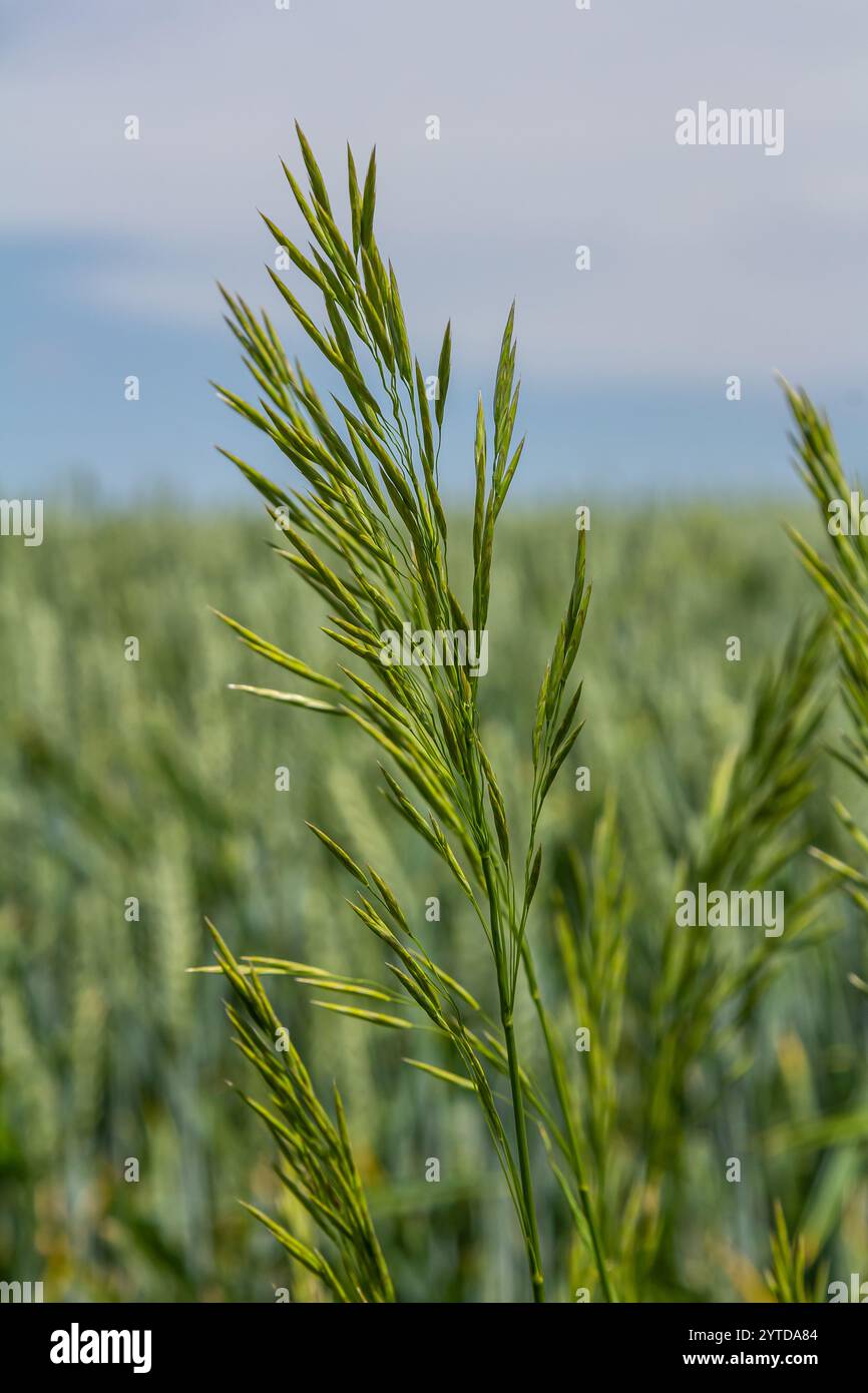 Bromegrass seed heads with blurry background. Bromus is a large genus ...