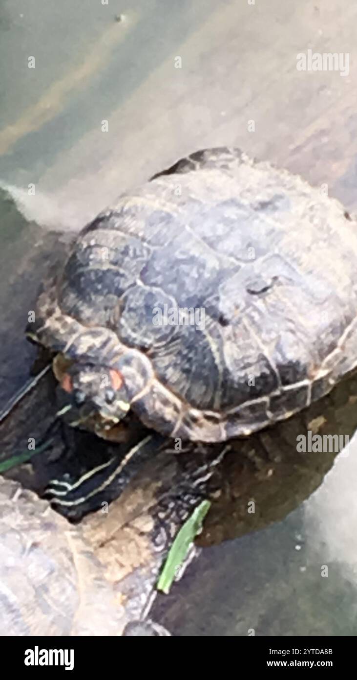 Red-eared Slider (Trachemys scripta elegans Stock Photo - Alamy