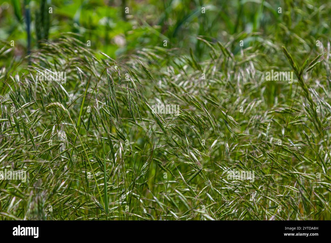 Bromegrass seed heads with blurry background. Bromus is a large genus ...