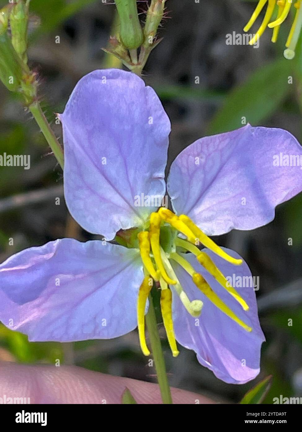 Maryland meadowbeauty (Rhexia mariana Stock Photo - Alamy