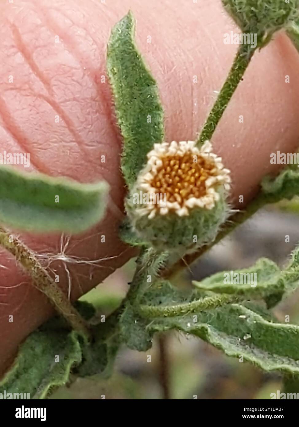 Spanish False Fleabane (Pulicaria paludosa Stock Photo - Alamy