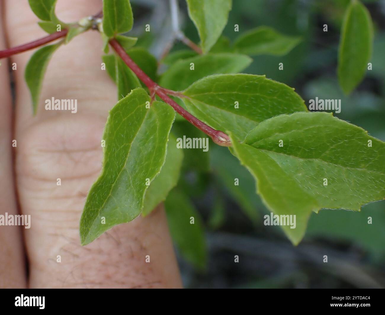 Lewis' mock orange (Philadelphus lewisii Stock Photo - Alamy