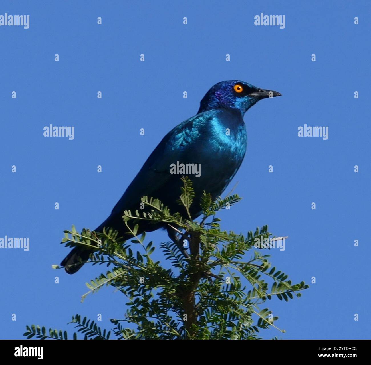 Cape Starling (Lamprotornis nitens Stock Photo - Alamy
