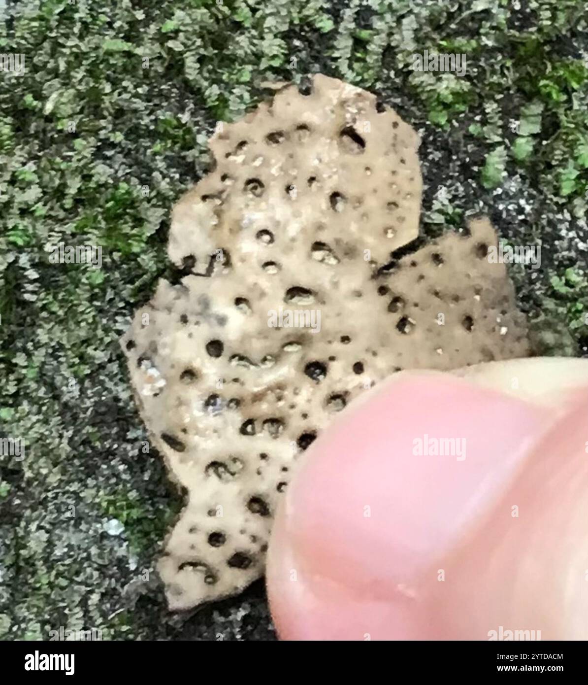 Common Toadskin Lichen (Lasallia papulosa Stock Photo - Alamy