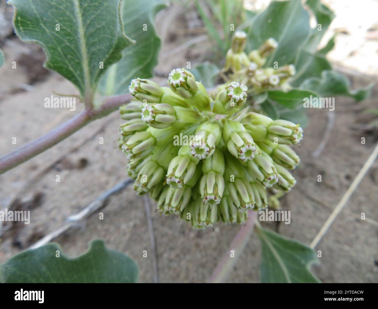 green comet milkweed (Asclepias viridiflora Stock Photo - Alamy