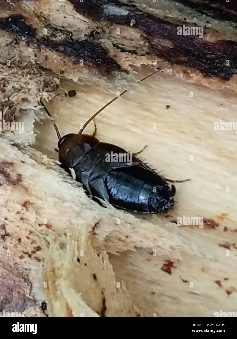 Pennsylvania Wood Cockroach (Parcoblatta pennsylvanica Stock Photo - Alamy