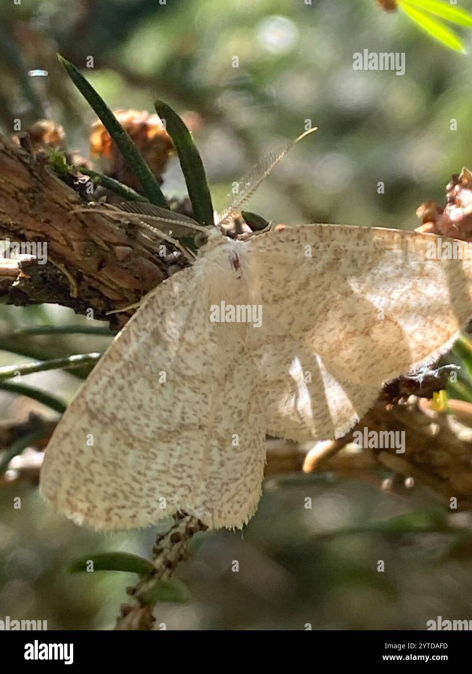 Northern Wave Moth (Cabera exanthemata Stock Photo - Alamy