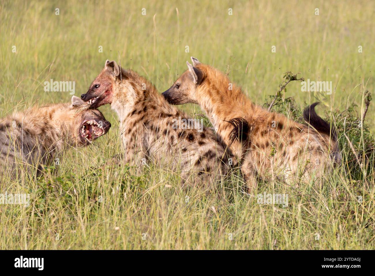A group of Spotted Hyenas in tall grassland, fighting, Olare Motorogi ...