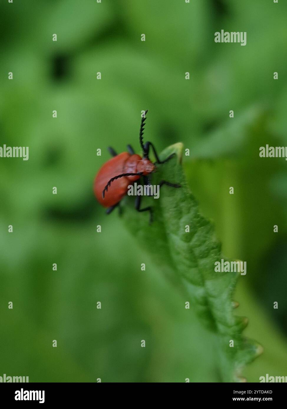 Common Cardinal Beetle (Pyrochroa serraticornis Stock Photo - Alamy