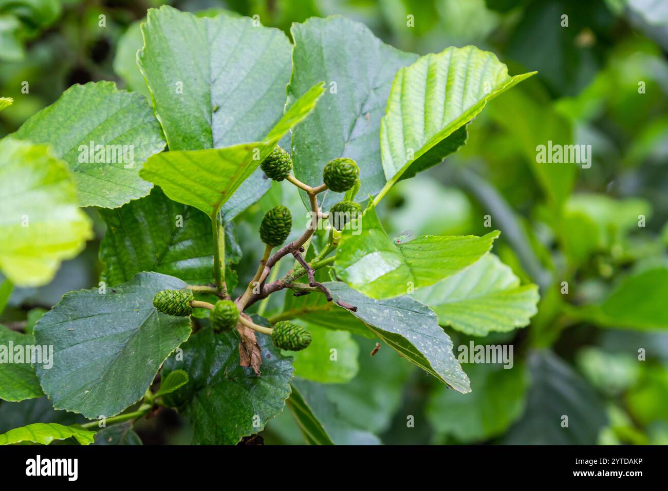 Green and brown alder cones, alder catkins and green leaves Stock Photo ...