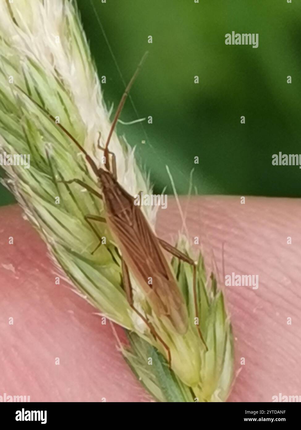 Two-spined Grass Bug (Stenodema calcarata Stock Photo - Alamy