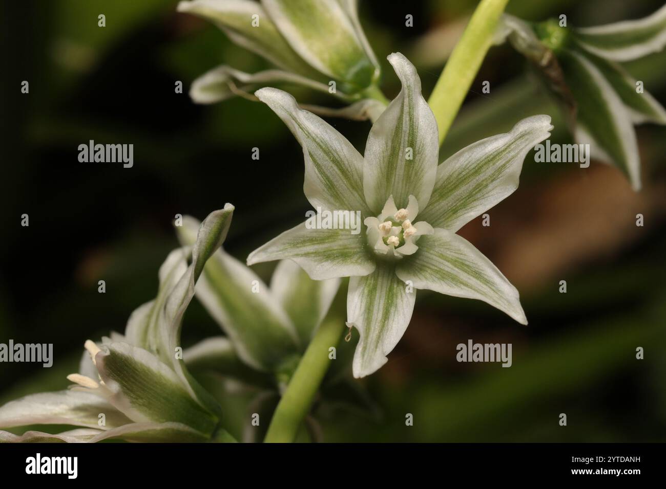 Drooping star of bethlehem ornithogalum hi-res stock photography and ...