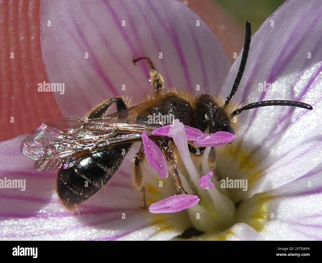 Mining Bees (Andrena Stock Photo - Alamy