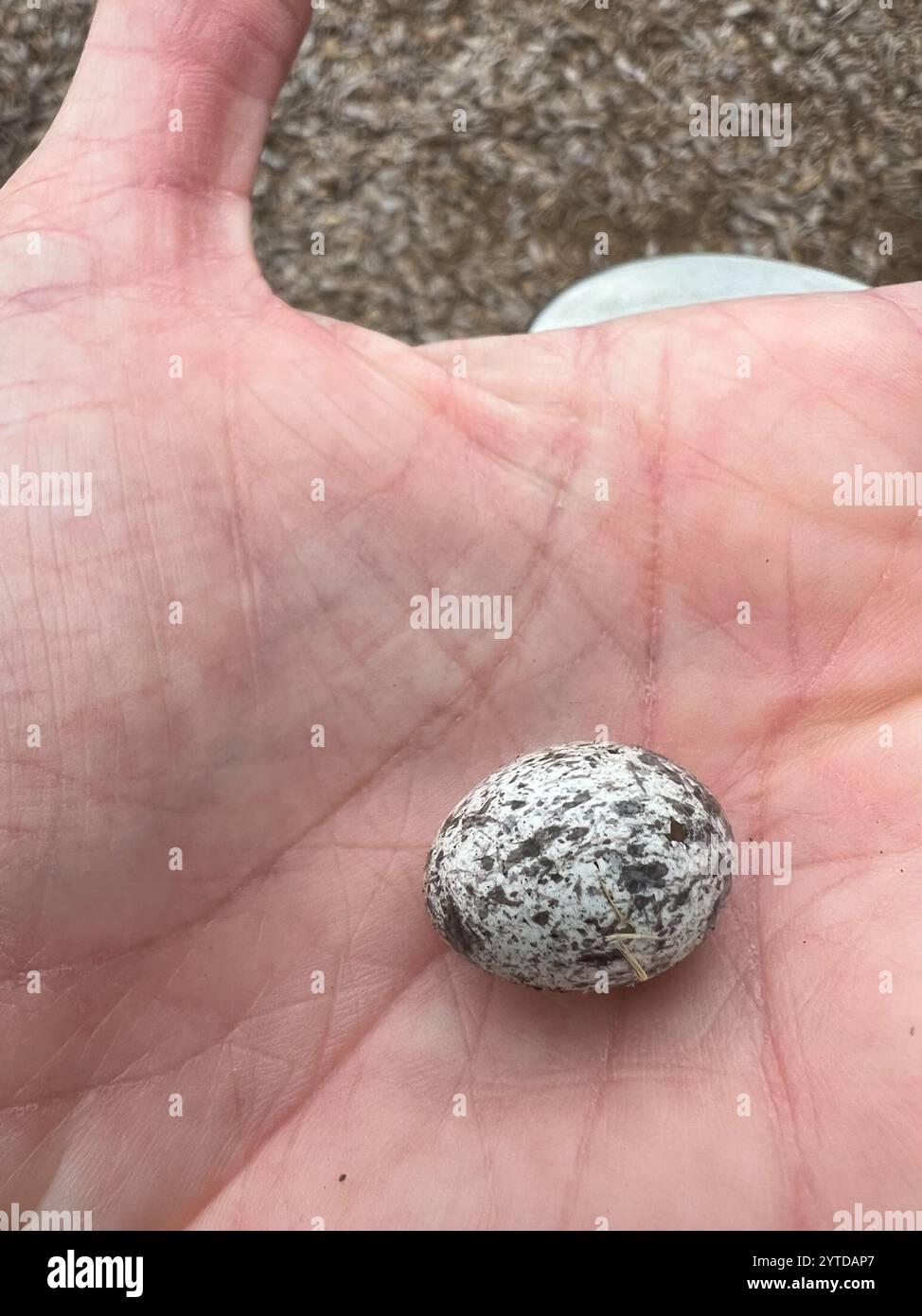 Typical American Nightjars (Antrostomus Stock Photo - Alamy