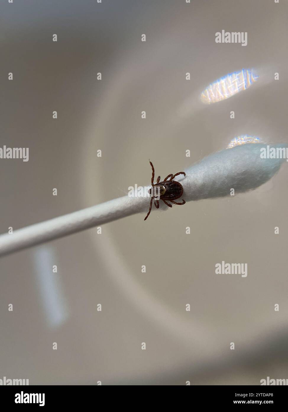 American Dog Tick (Dermacentor variabilis Stock Photo - Alamy