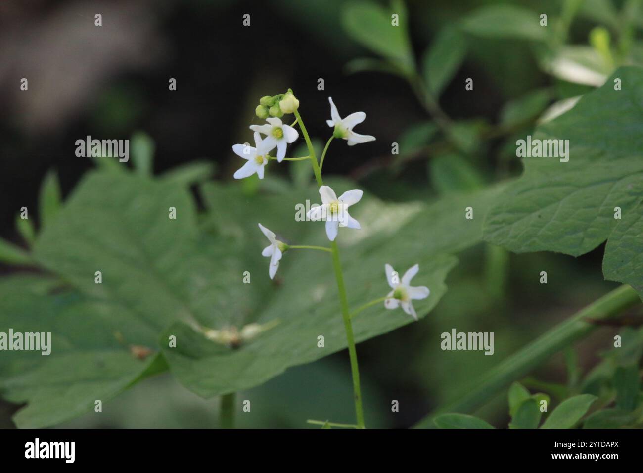 coastal manroot (Marah oregana Stock Photo - Alamy