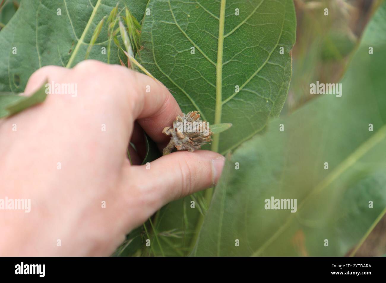 Northern wyethia hi-res stock photography and images - Alamy