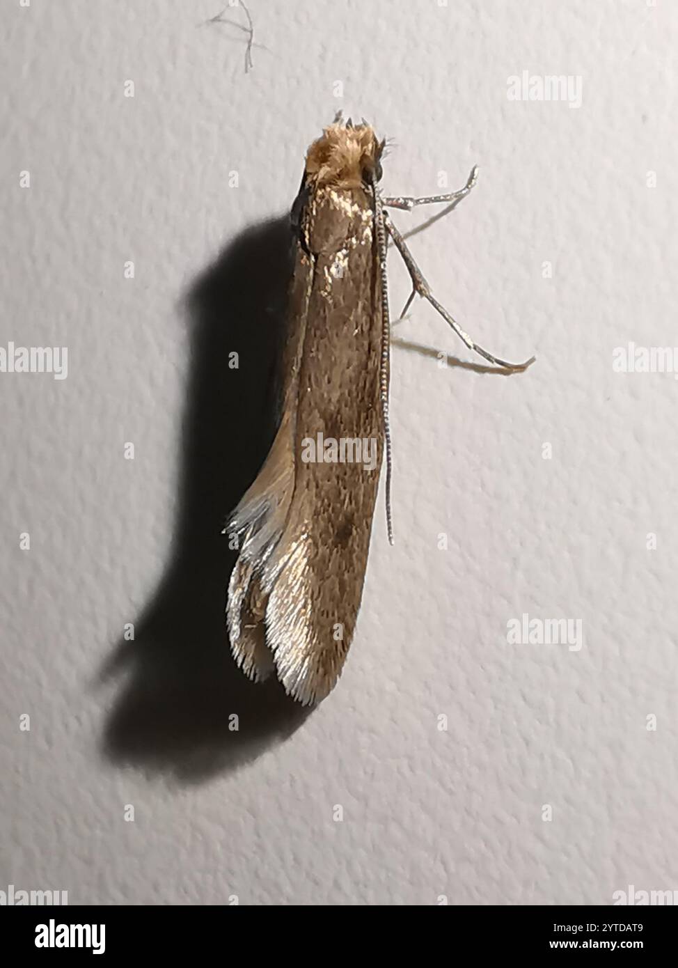 Case-bearing Clothes Moth (Tinea pellionella Stock Photo - Alamy