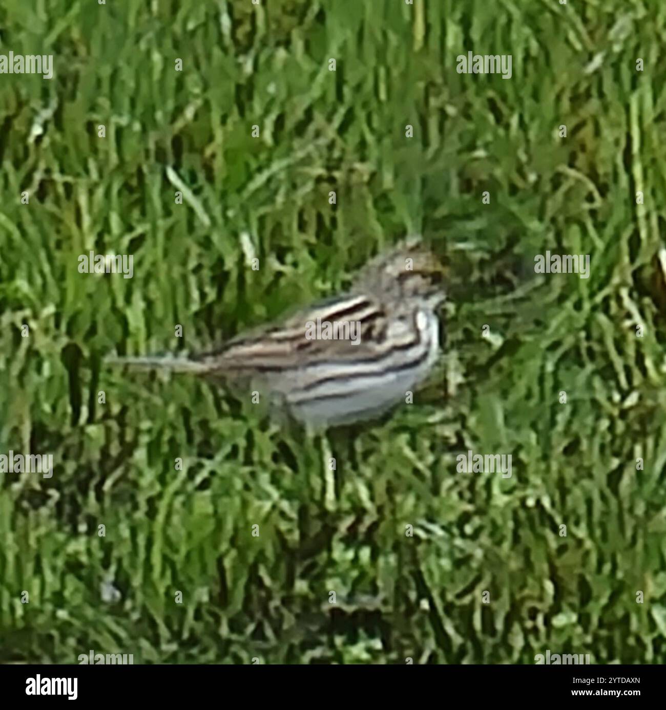 Savannah Sparrow (Passerculus sandwichensis Stock Photo - Alamy