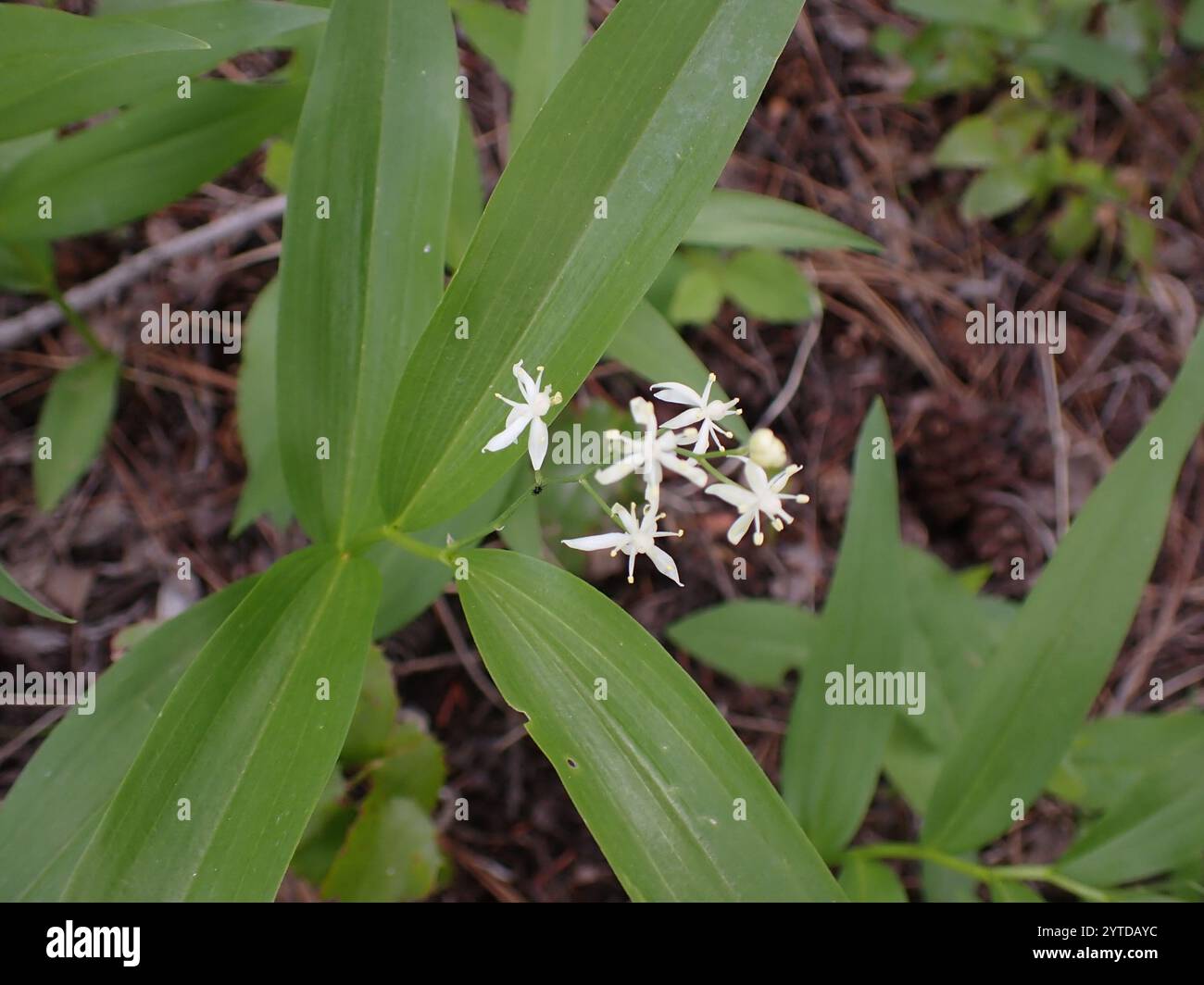 star-flowered lily-of-the-valley (Maianthemum stellatum Stock Photo - Alamy