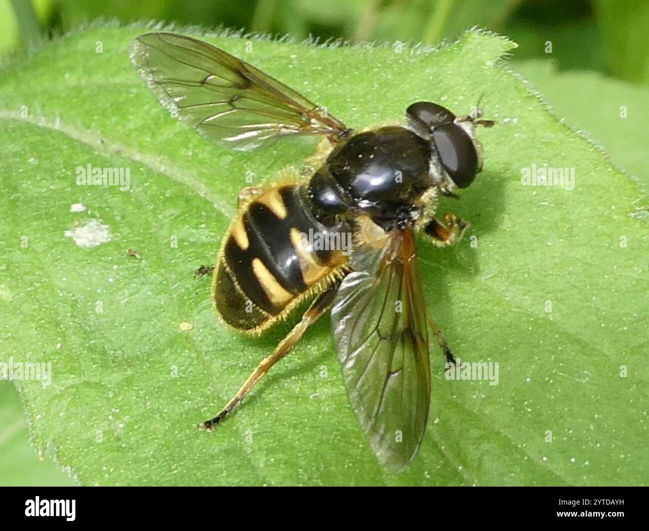 Long-nosed Pond Fly (Sericomyia bifasciata Stock Photo - Alamy
