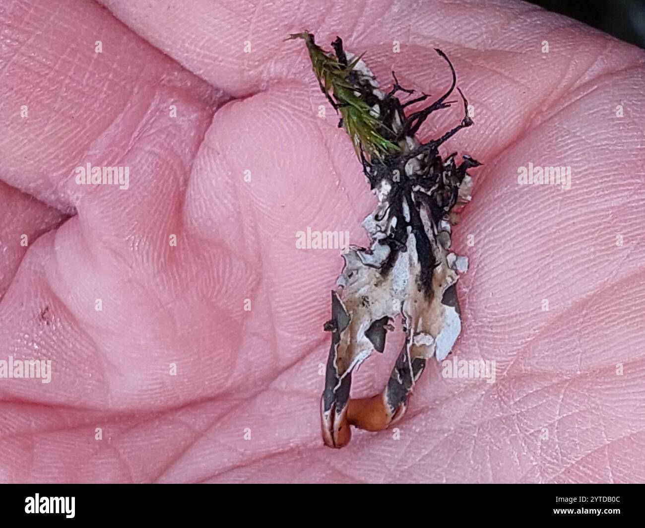 many-fruited pelt lichen (Peltigera polydactylon Stock Photo - Alamy