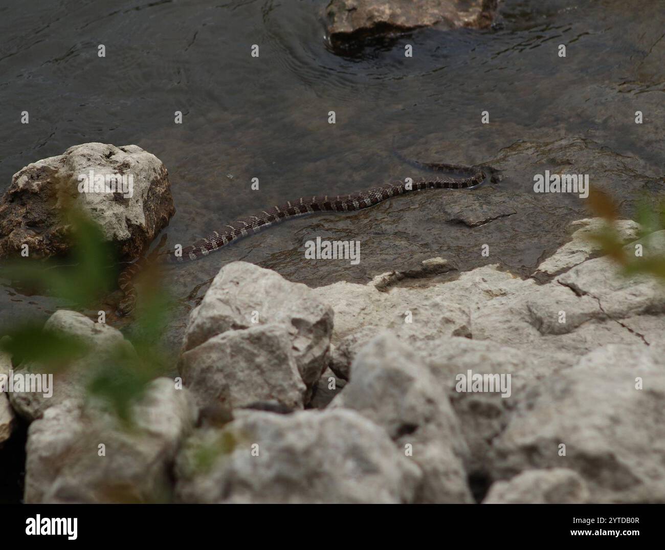 Northern Watersnake (Nerodia sipedon sipedon Stock Photo - Alamy