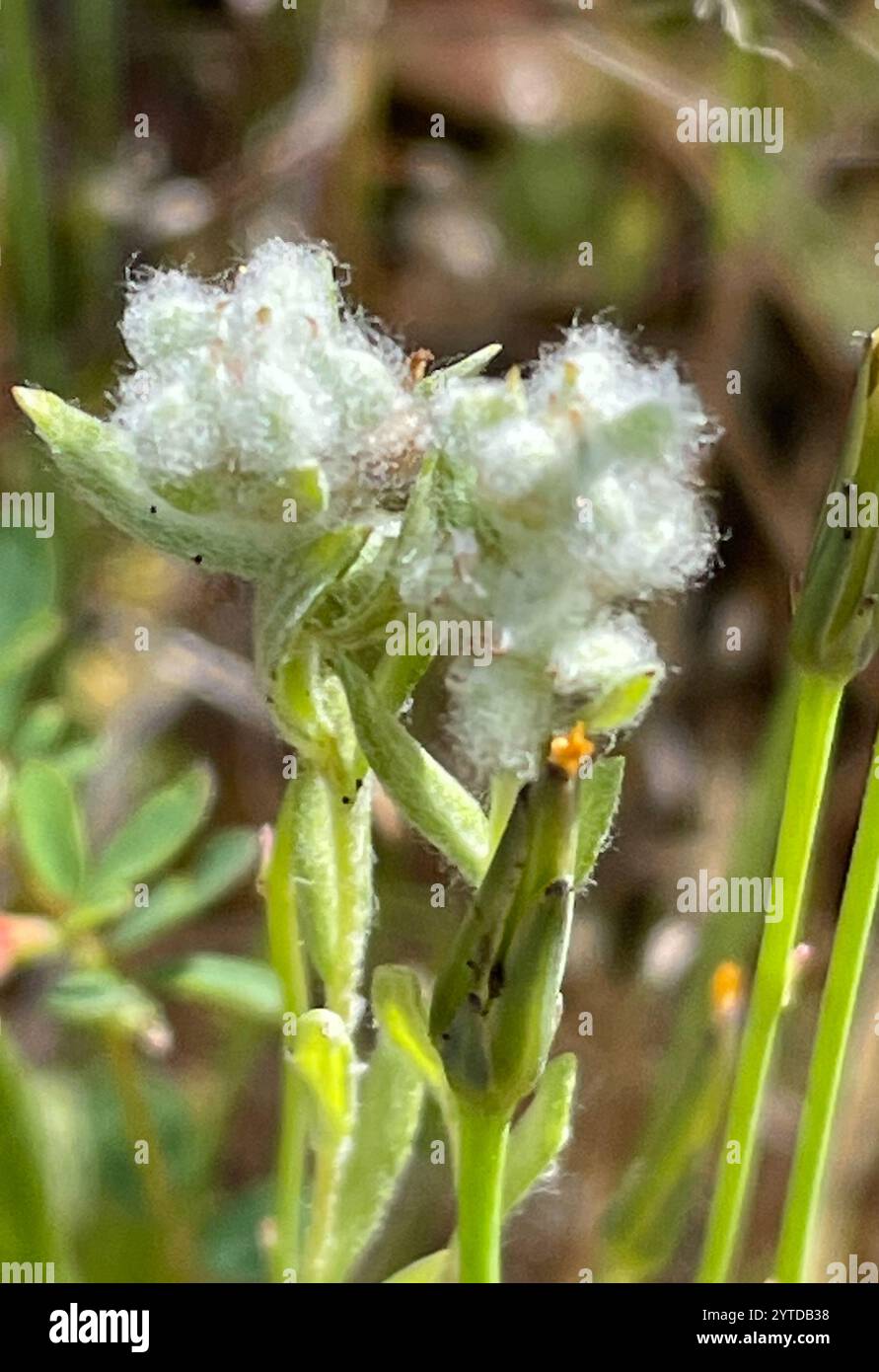 Q-tips (Micropus californicus Stock Photo - Alamy