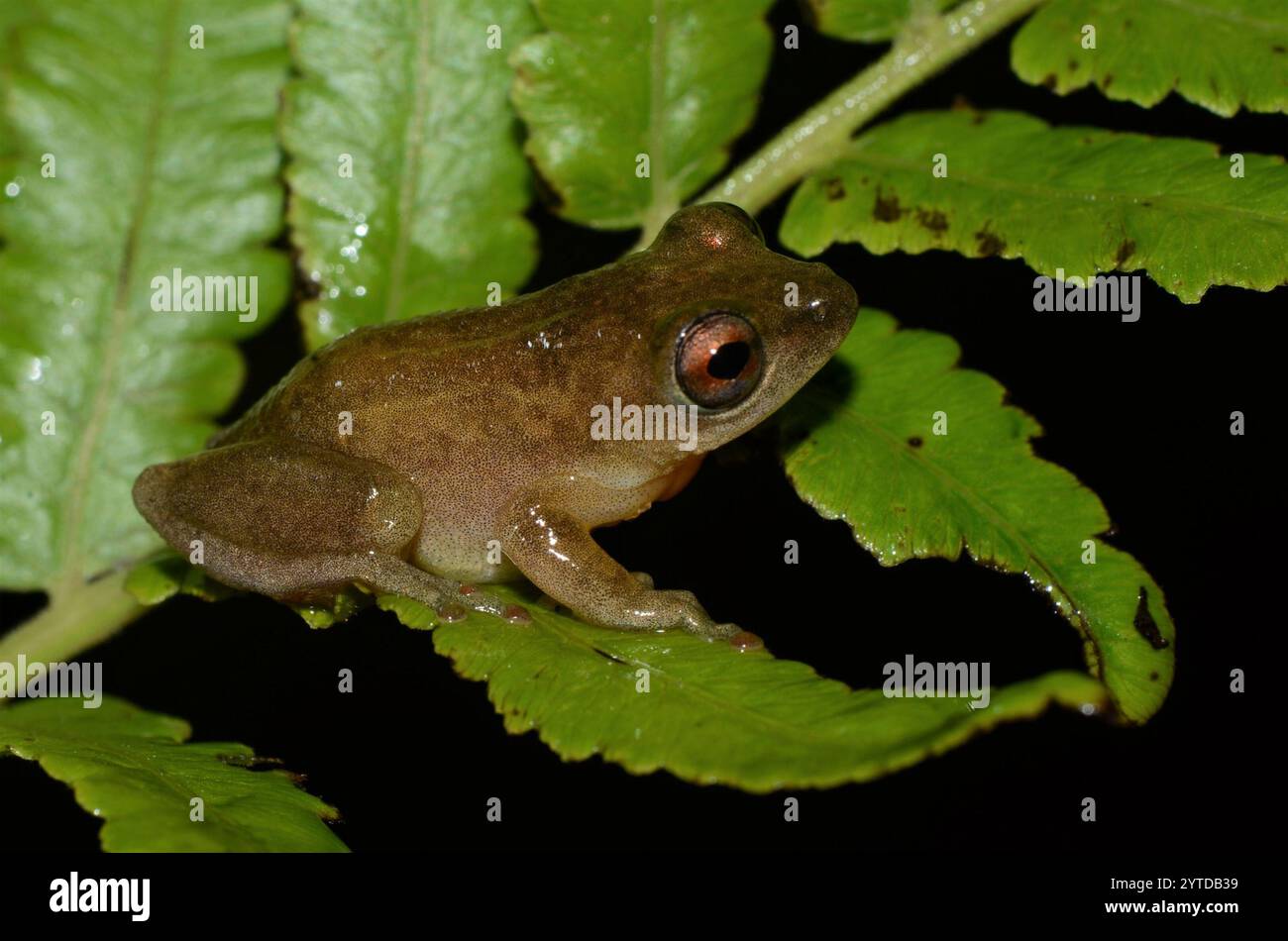Yellow-spotted Reed Frog (Hyperolius stictus Stock Photo - Alamy