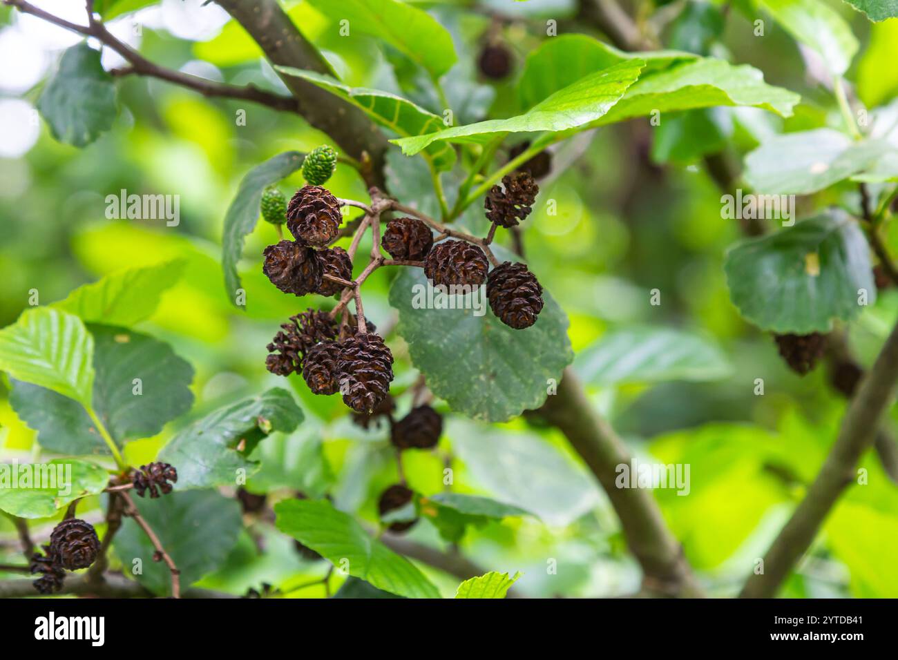 Green and brown alder cones, alder catkins and green leaves Stock Photo ...