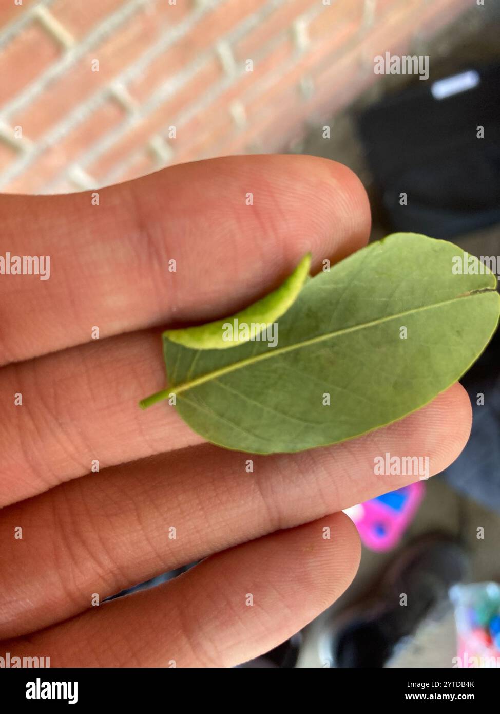locust gall midge (Obolodiplosis robiniae Stock Photo - Alamy