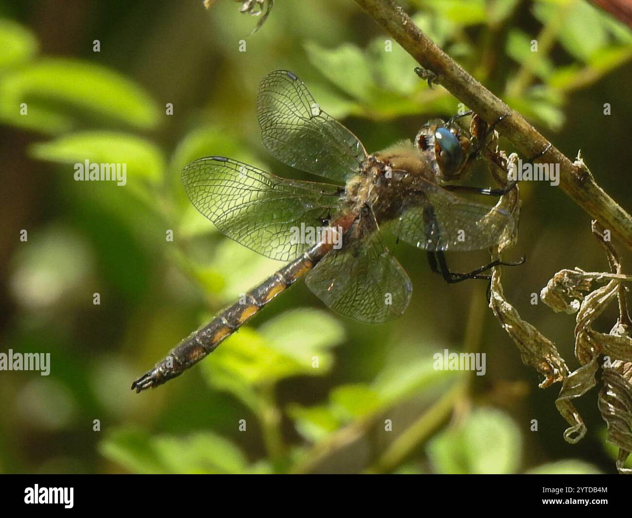Beaverpond Baskettail (Epitheca canis Stock Photo - Alamy