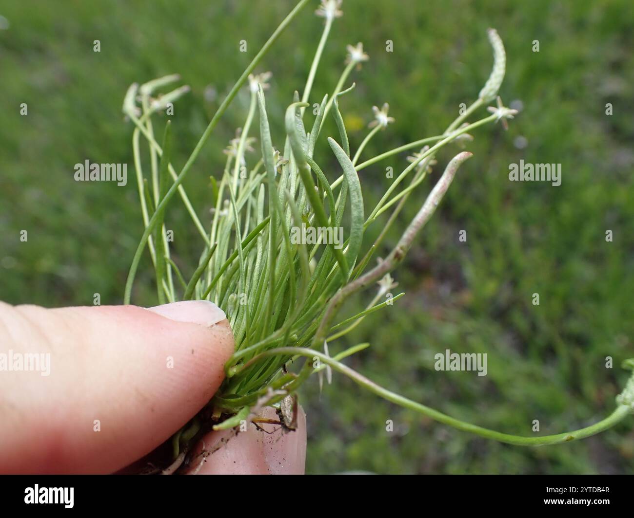 Tiny Mousetail (Myosurus minimus Stock Photo - Alamy