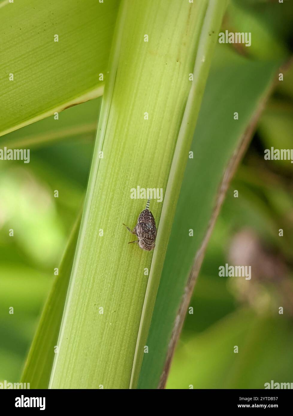 True Bugs, Hoppers, Aphids, and allies (Hemiptera Stock Photo - Alamy