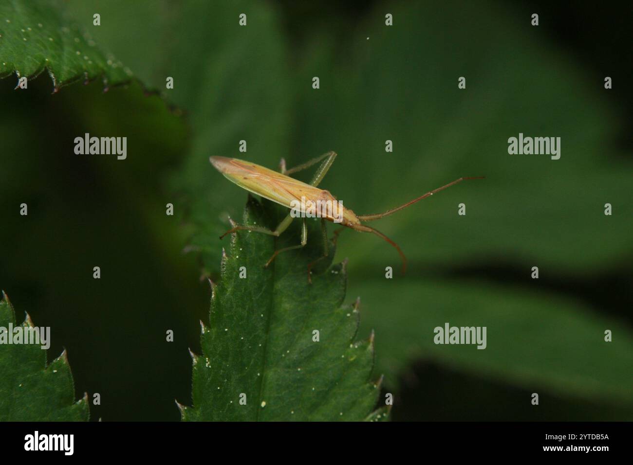 Grass bug (Stenodema laevigata Stock Photo - Alamy