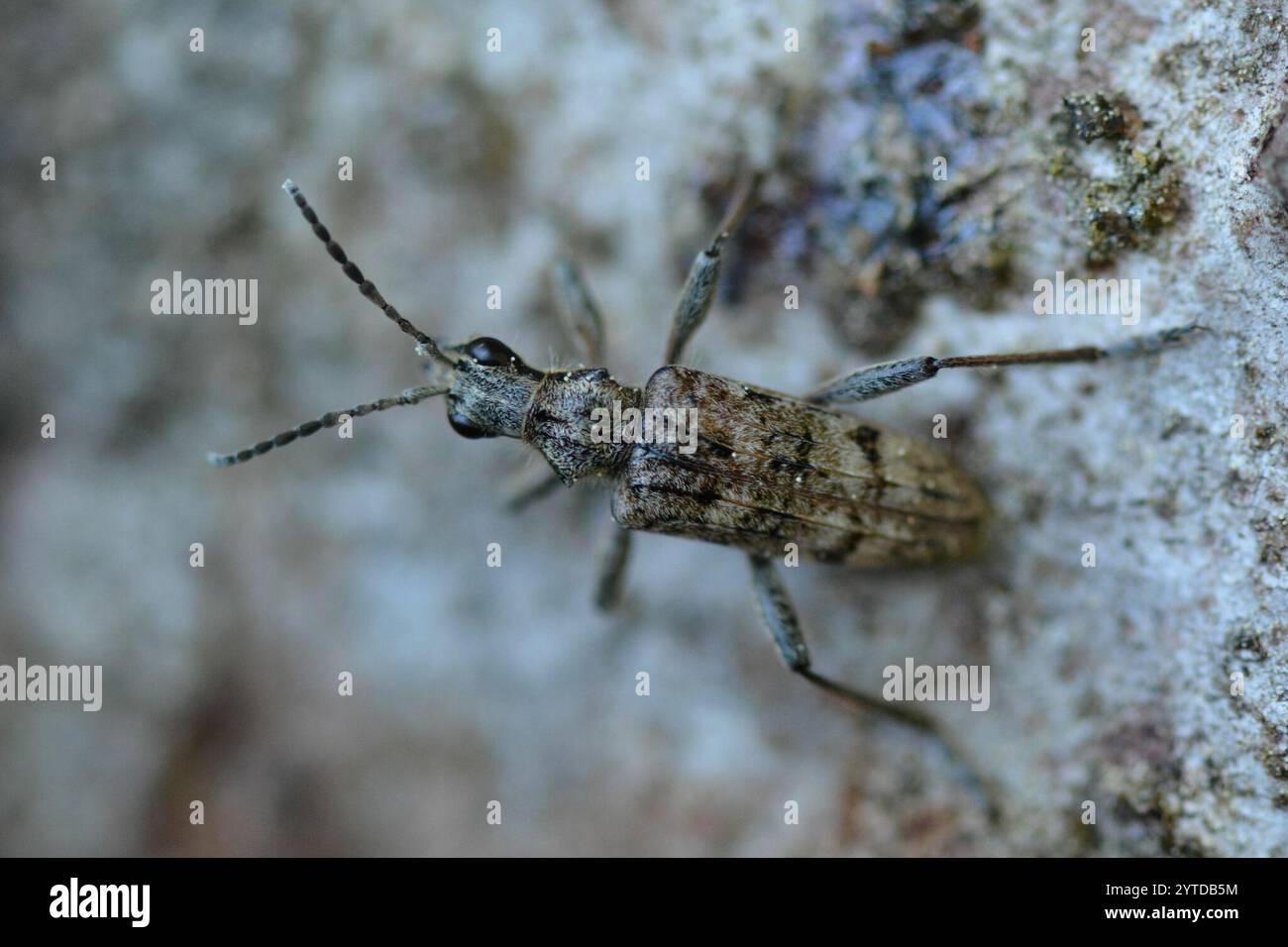 Ribbed Pine Borer (Rhagium inquisitor Stock Photo - Alamy