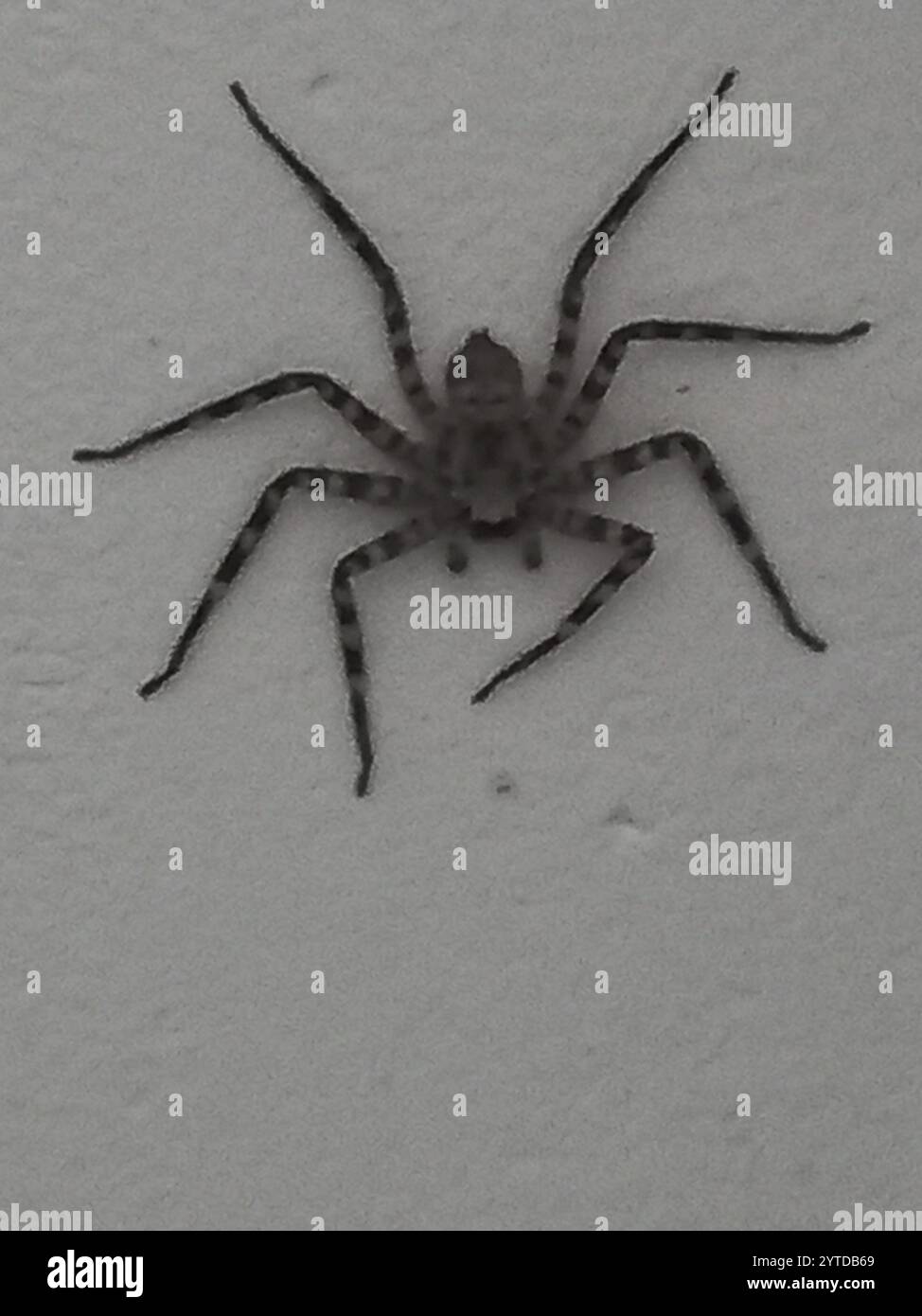 Crescent-eyed Spiders (Selenops Stock Photo - Alamy