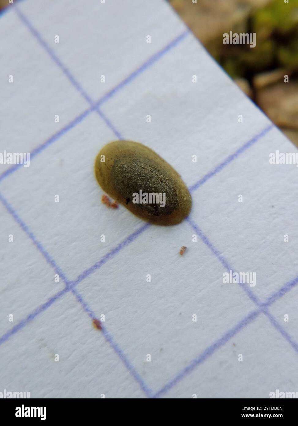 Lake Limpet (Acroloxus lacustris Stock Photo - Alamy