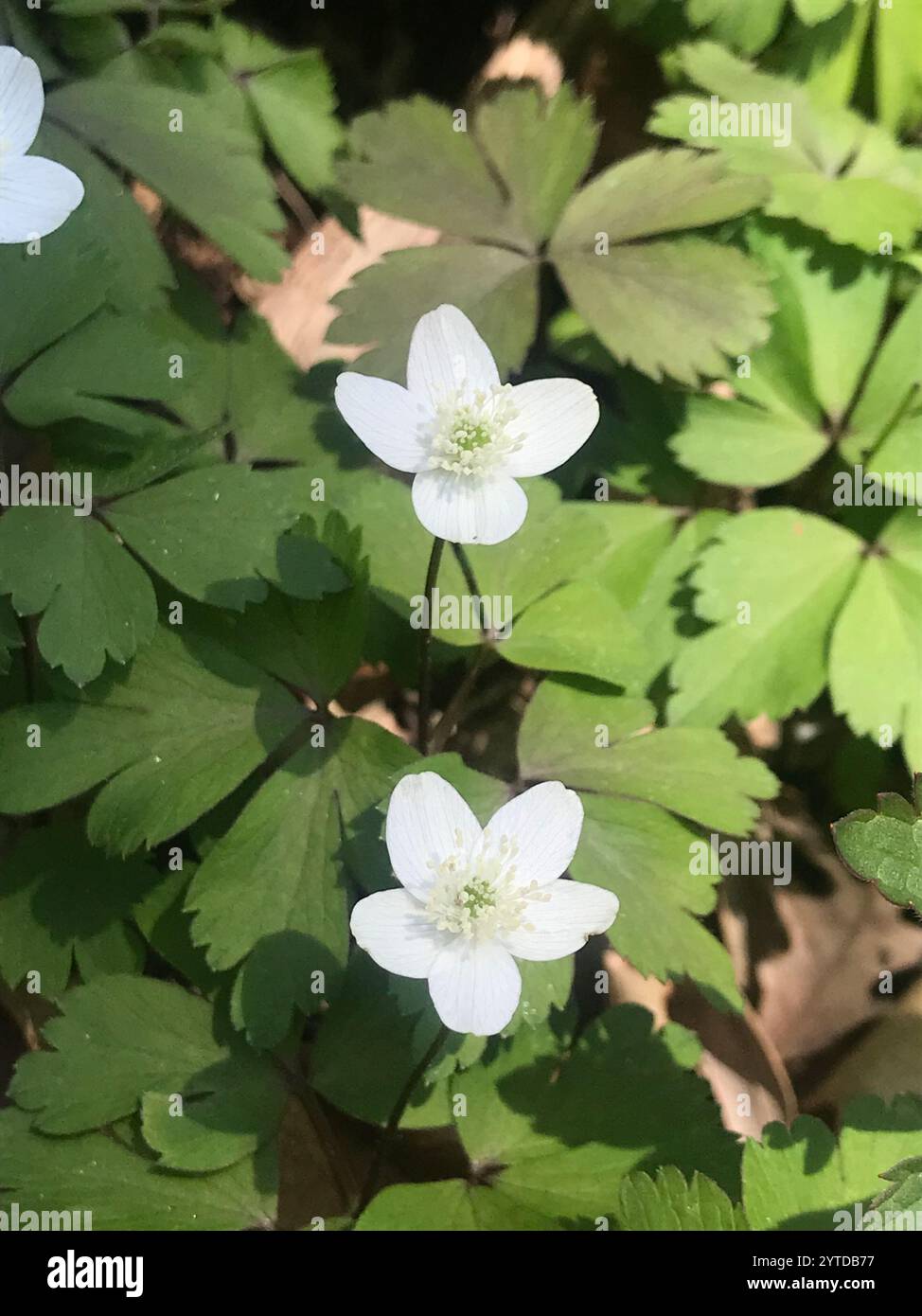 wood anemone (Anemonoides quinquefolia Stock Photo - Alamy