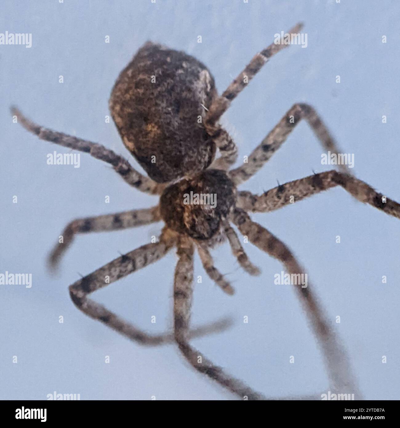Running Crab Spiders (Philodromus Stock Photo - Alamy