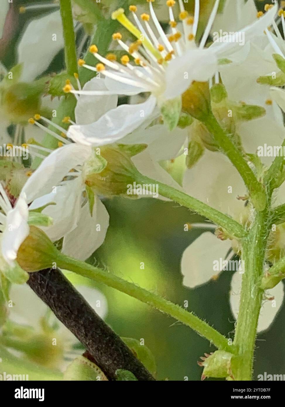 Bitter cherry (Prunus emarginata Stock Photo - Alamy