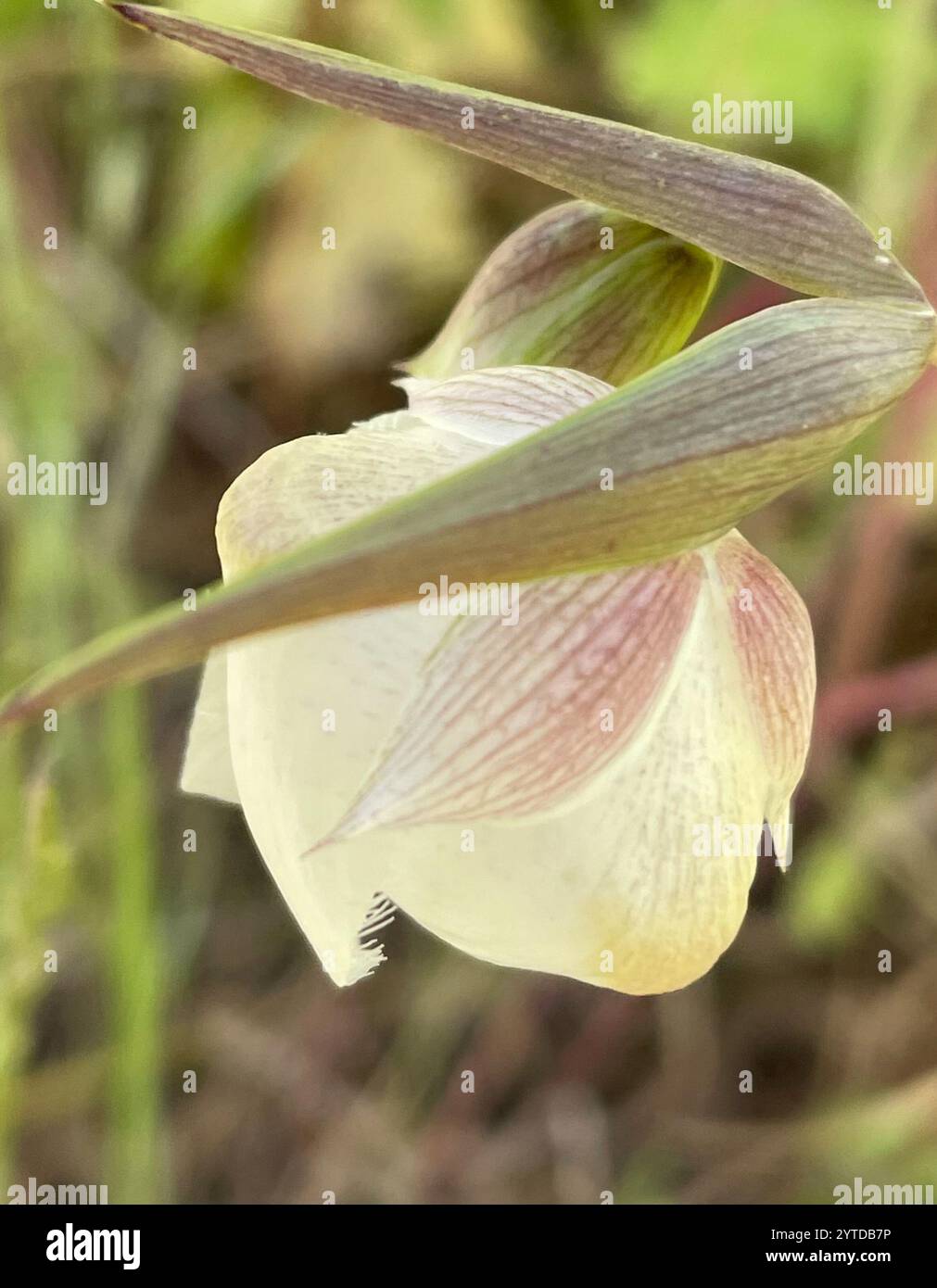 White Globe Lily (Calochortus albus Stock Photo - Alamy