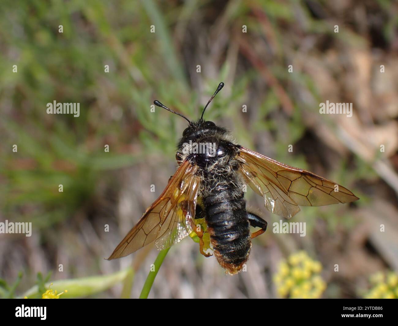 Trichiosoma hi-res stock photography and images - Alamy