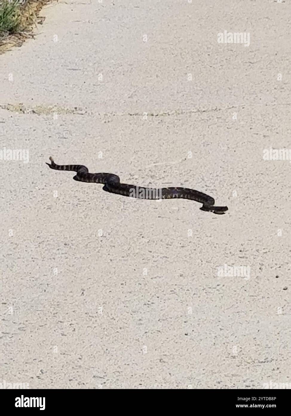 Western Rattlesnake (Crotalus oreganus Stock Photo - Alamy